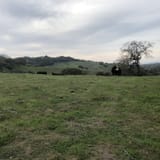 Black Phoebe Trail, California - 40 Reviews, Map | AllTrails