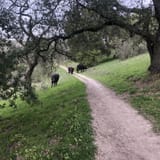 Black Phoebe Trail, California - 40 Reviews, Map | AllTrails