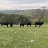 Black Phoebe Trail, California - 40 Reviews, Map | AllTrails