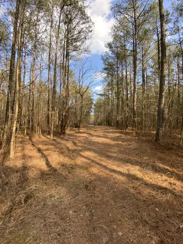 Best Hikes and Trails in Pocomoke State Forest | AllTrails