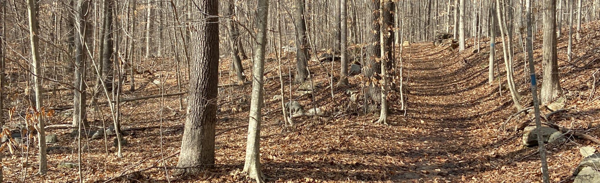 Camp Hadley Trail and Lowry Woods Loop: 51 Reviews, Map - Connecticut ...