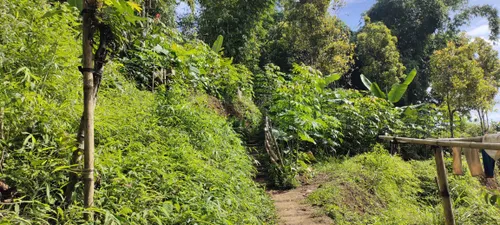 10 Best Trails and Hikes in Bandung | AllTrails