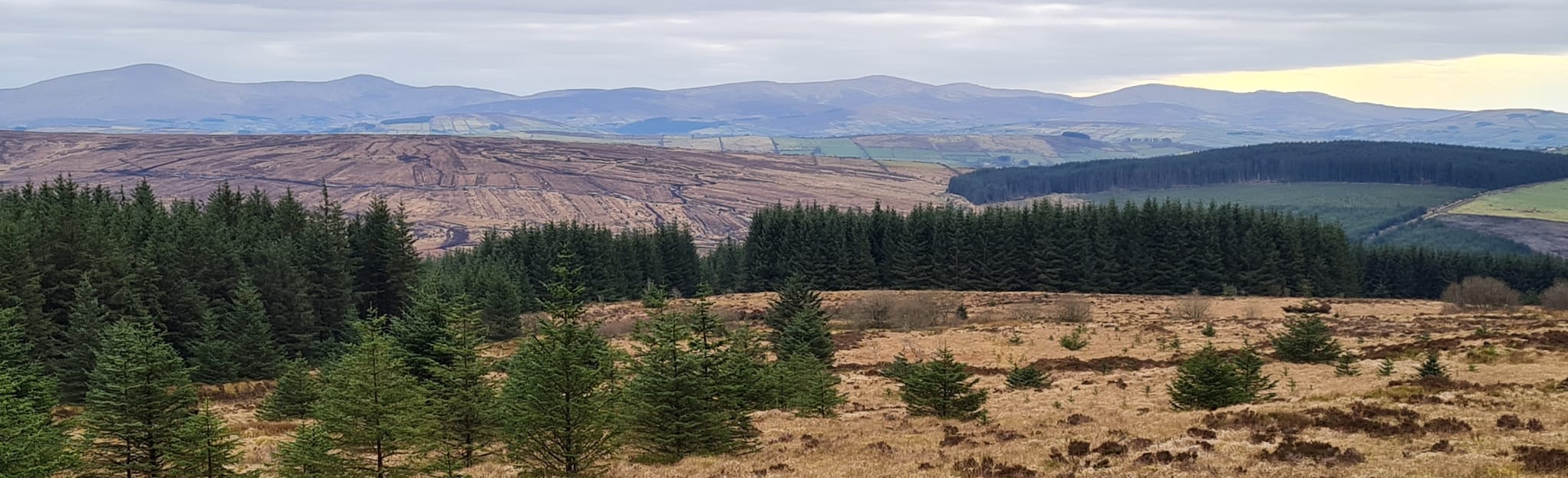 Loughermore Forest Circular, Ireland - 106 Reviews, Map | AllTrails