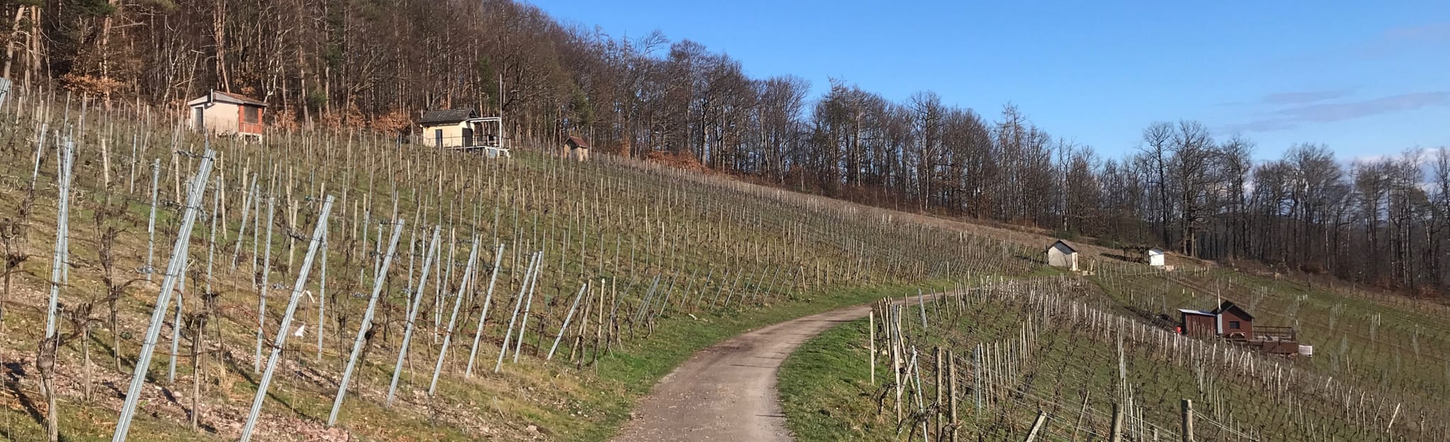At the Michelbach vineyards, Bavaria, Germany - 6 Reviews, Map | AllTrails