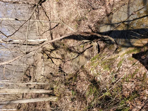 Best Hikes and Trails in Ravinia State Forest | AllTrails