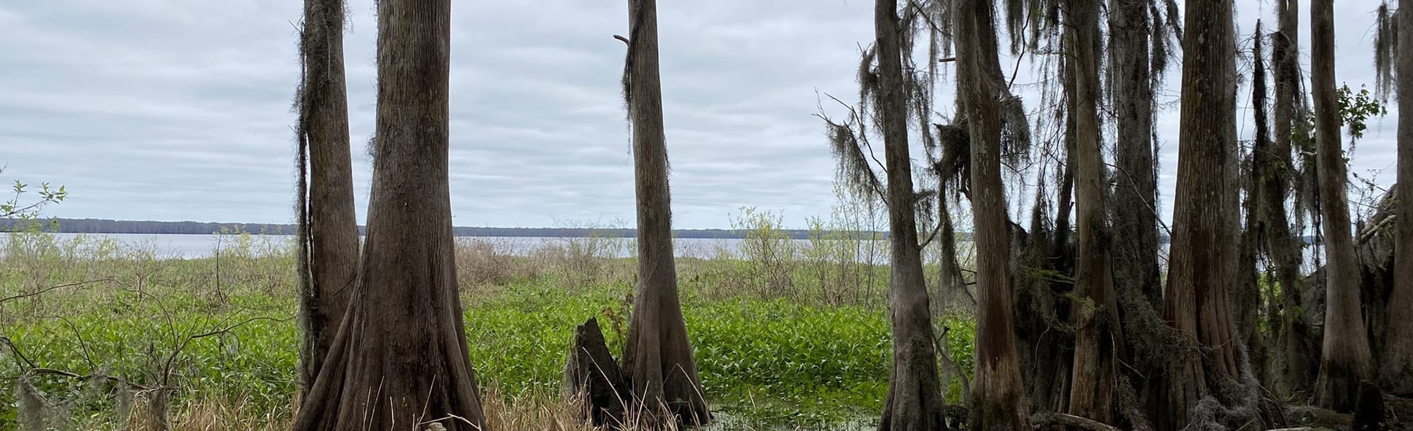 Newnans Lake Mountain Bike Trail, Florida - 26 Reviews, Map | AllTrails