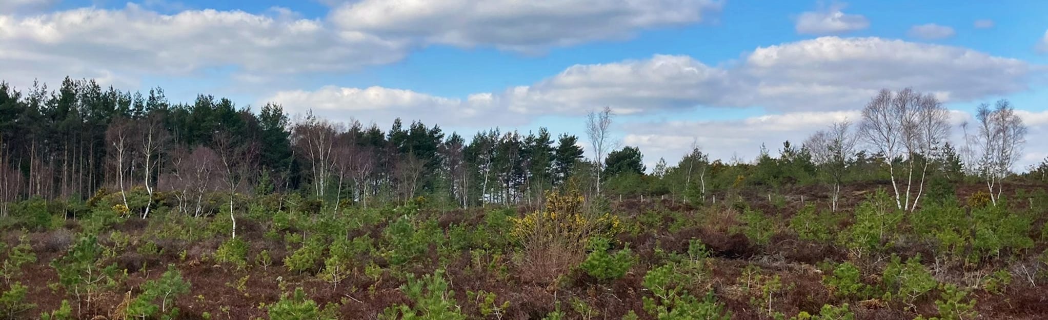 Avon Heath Country Park: 8 foto's - Hampshire, Engeland | AllTrails