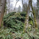 Big Tree Ridge Trail: Short Version, Washington - 295 Reviews, Map ...