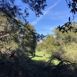 Black Phoebe Trail, California - 40 Reviews, Map | AllTrails