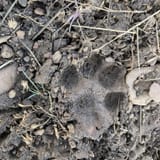 Colockum Road, Washington - 23 Reviews, Map | AllTrails