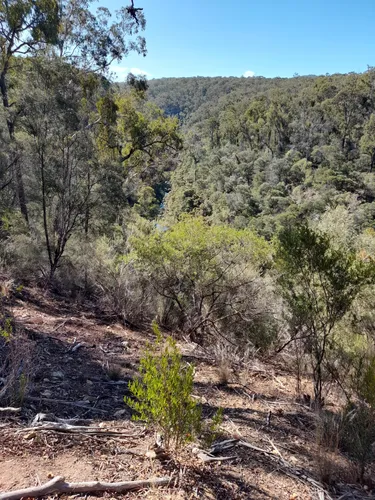 Best Hikes and Trails in Lake Tyers State Park | AllTrails