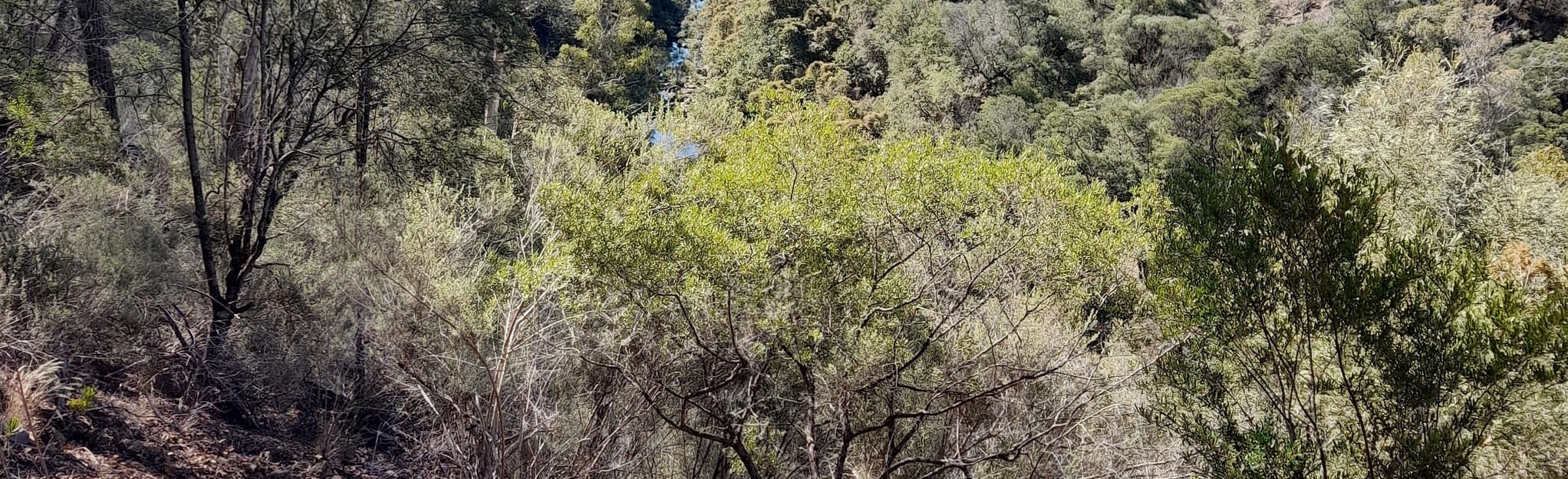 Nowa Nowa Gorge Lookout: 5 Reviews, Map - Victoria, Australia | AllTrails