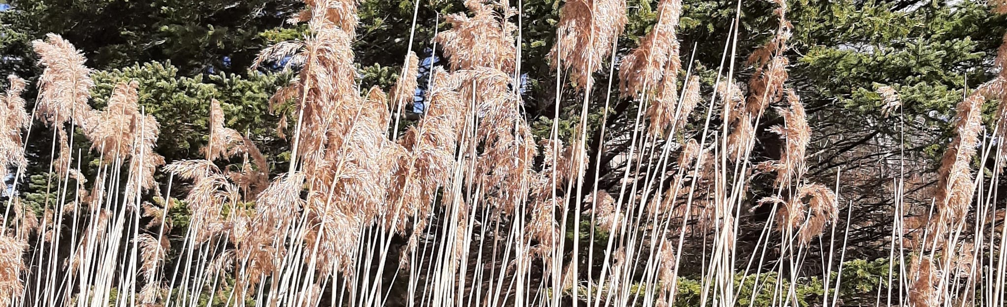 Annapolis Royal Historic Gardens | Map, Guide - Nova Scotia, Canada ...