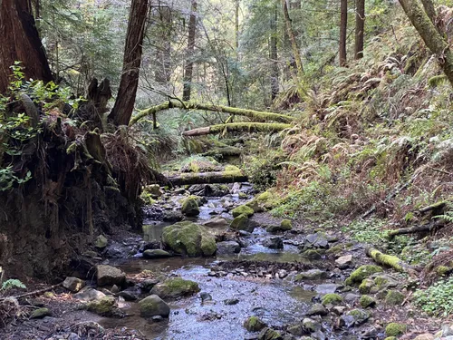 10 Best Hikes and Trails in Purisima Creek Redwoods Open Space Preserve ...