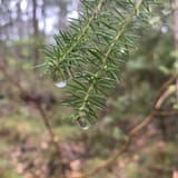 Whipstick Loop Walk [CLOSED], Victoria, Australia - 167 Reviews, Map ...