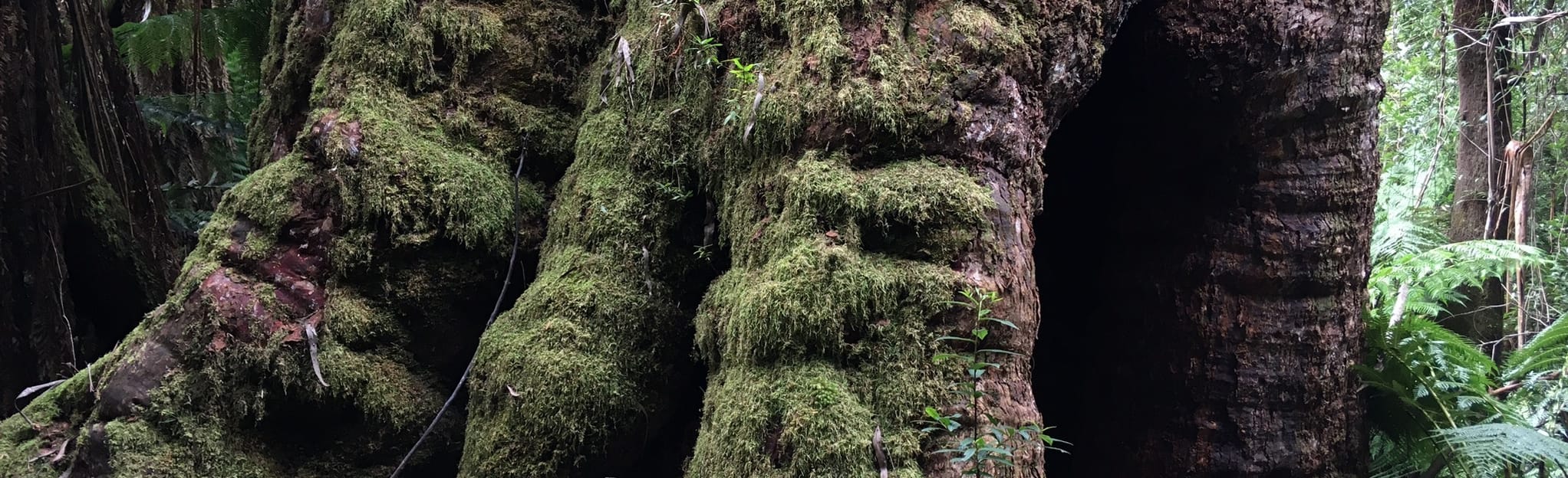 Errinundra Old Growth Forest Walk., Victoria, Australia - 6 Reviews ...