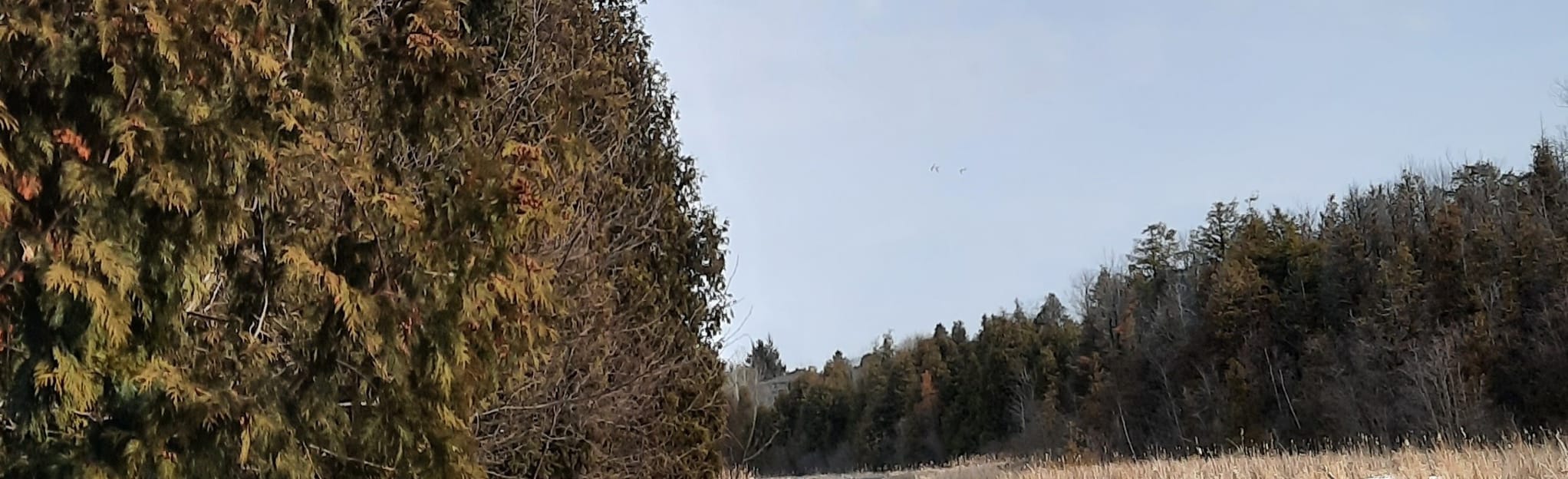 Tottenham Pond - Ontario, Canada | AllTrails