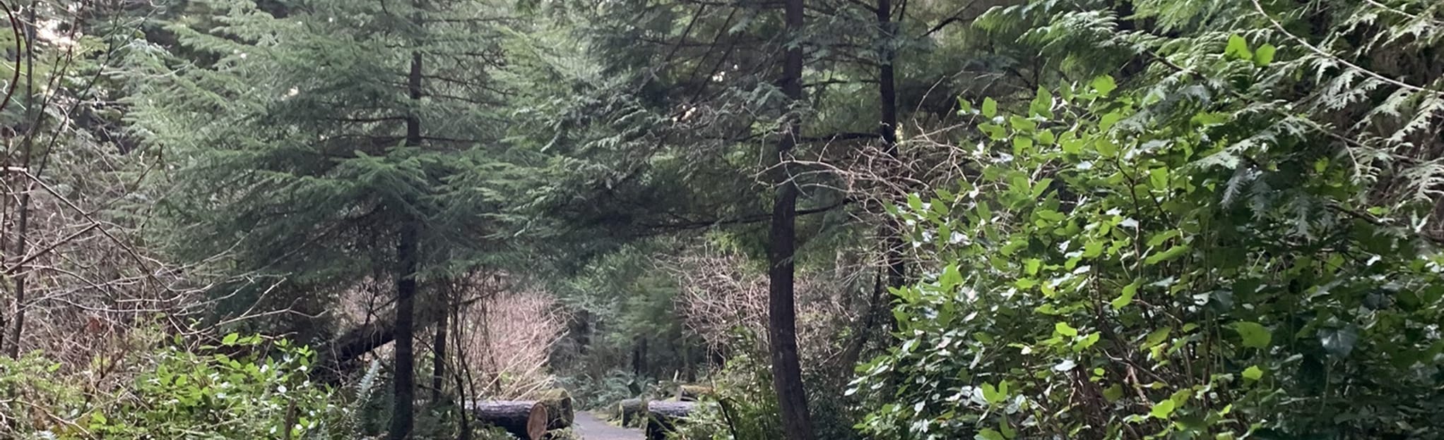 Big Cedar Tree Trail: 117 Reviews, Map - Washington | AllTrails