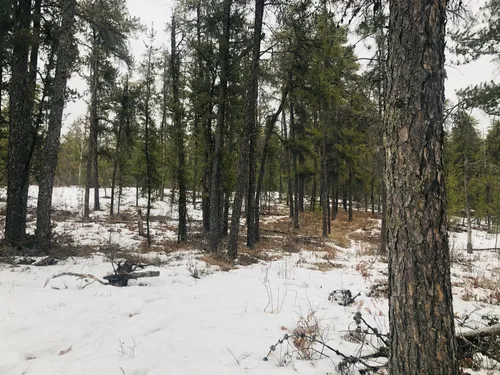 Best Forest Trails in Sandilands Provincial Forest | AllTrails