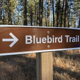 Bluebird Hiking Trail, Washington - 114 Reviews, Map | AllTrails