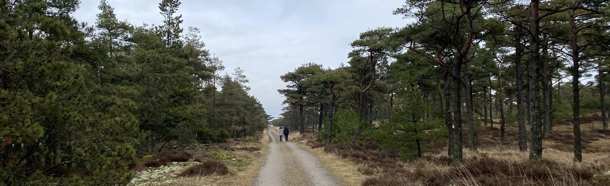 Fanø Klitplantage - Albue Vogelkoje - Bydal - Region of Southern ...