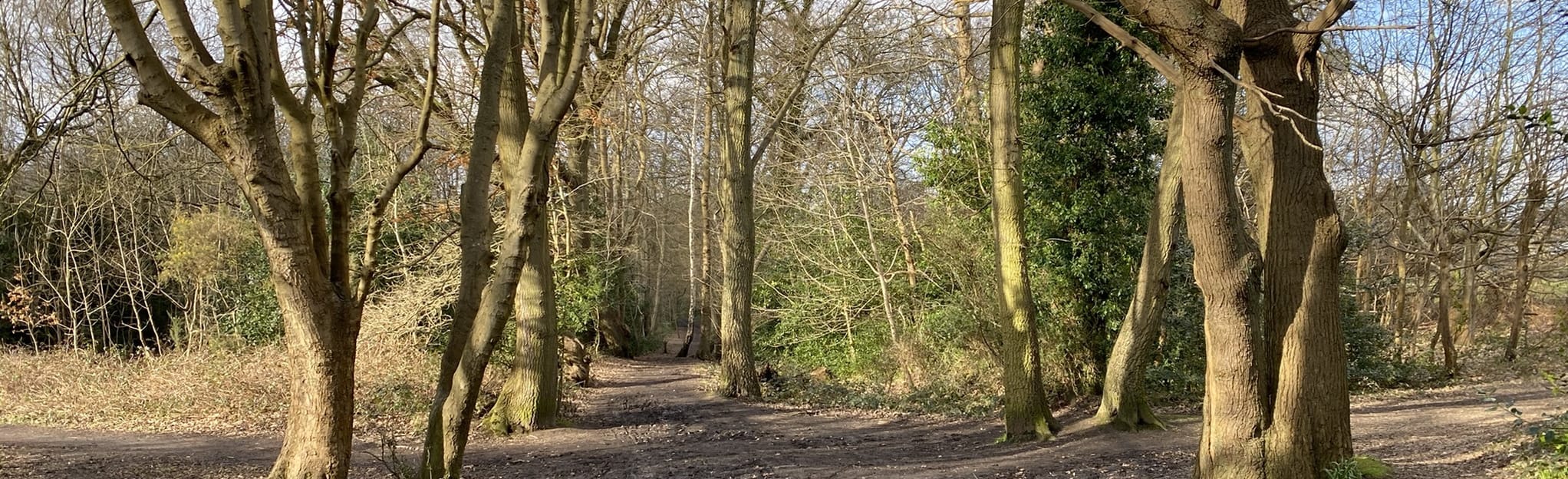 Addington Park and Heathfield, 89 Fotos - London, England | AllTrails