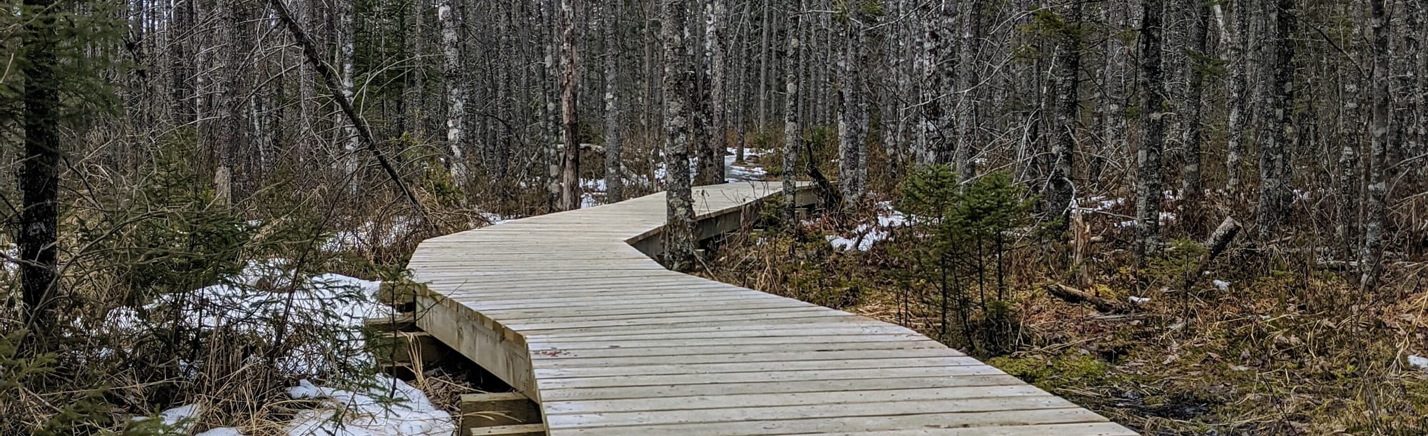 Pitcher Plant Trail, Nova Scotia, Canada - 28 Reviews, Map | AllTrails