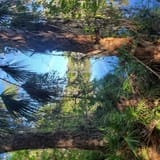 Temple Terrace Riverfront Park Trail, Florida - 35 Reviews, Map | AllTrails