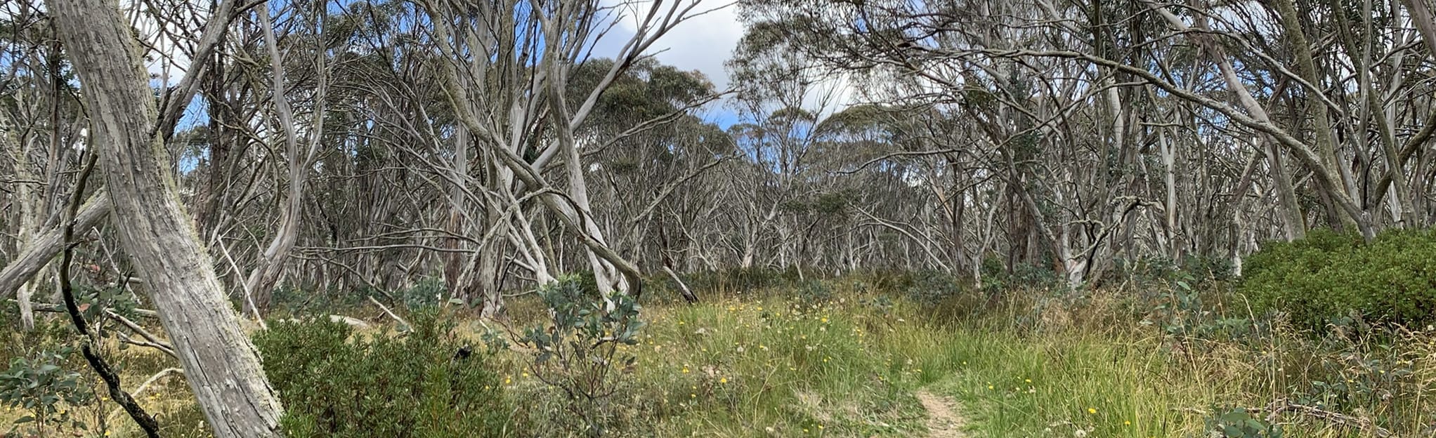 AllTrails | Dead Timber Hill Walking Track and Hotham Dinner Plain ...