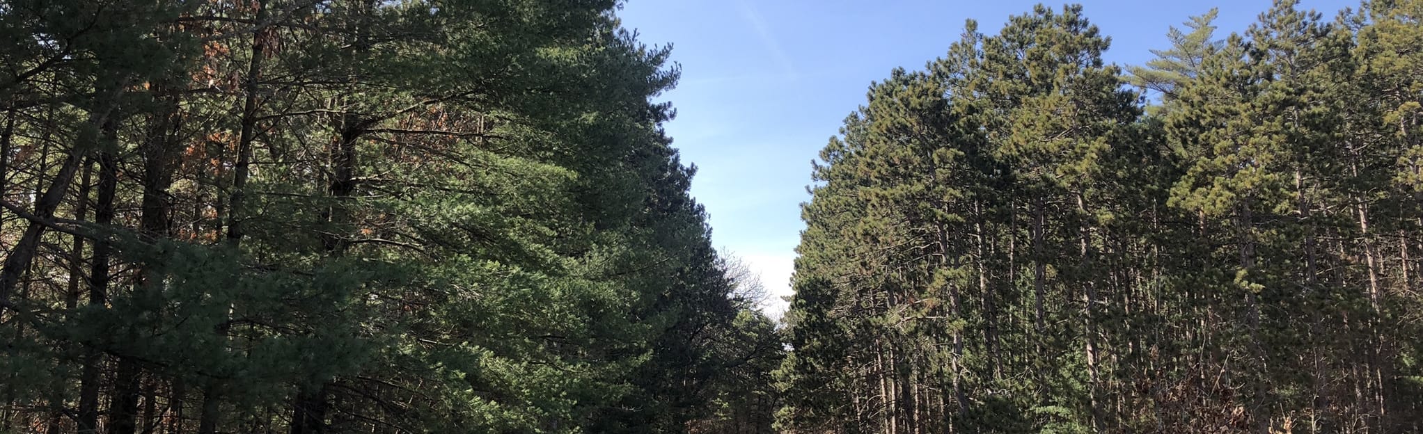 Big River State Forest Loop: 39 Reviews, Map - Illinois | AllTrails