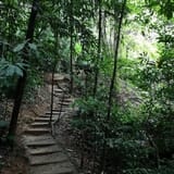 Bukit Nanas Forest Reserve Trail, Kuala Lumpur, Malaysia - 32 Reviews ...