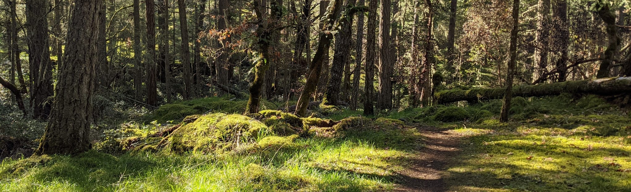 Milky Way - Deep Woods Trail - Libra Trail: 12 Reviews, Map - British ...