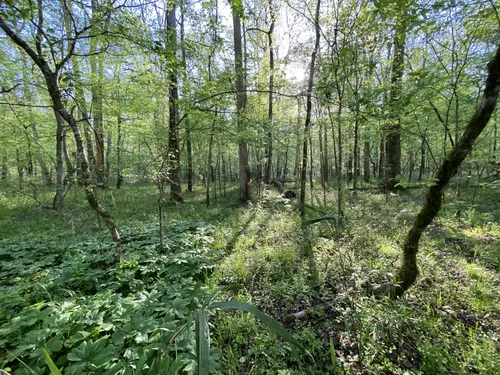 Best Views Trails in Union Point | AllTrails