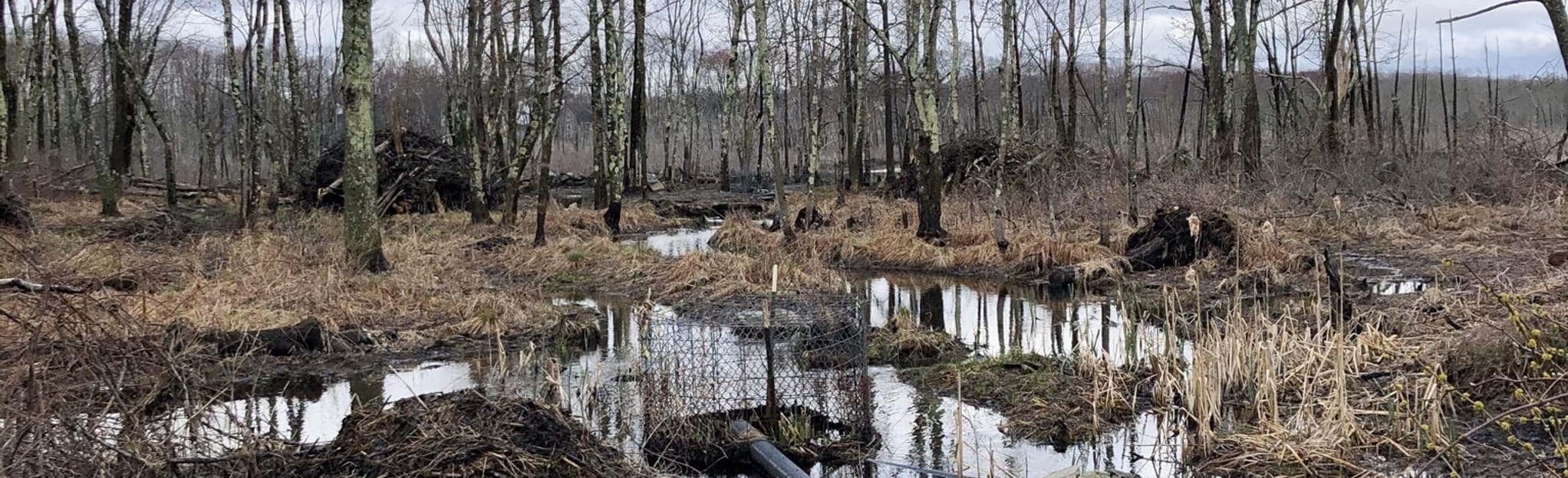 Atlantic White Cedar Swamp and Burlingame Preserve Loop, Rhode Island ...