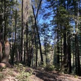 UCSC Upper Campus Trail, California - 137 Reviews, Map | AllTrails