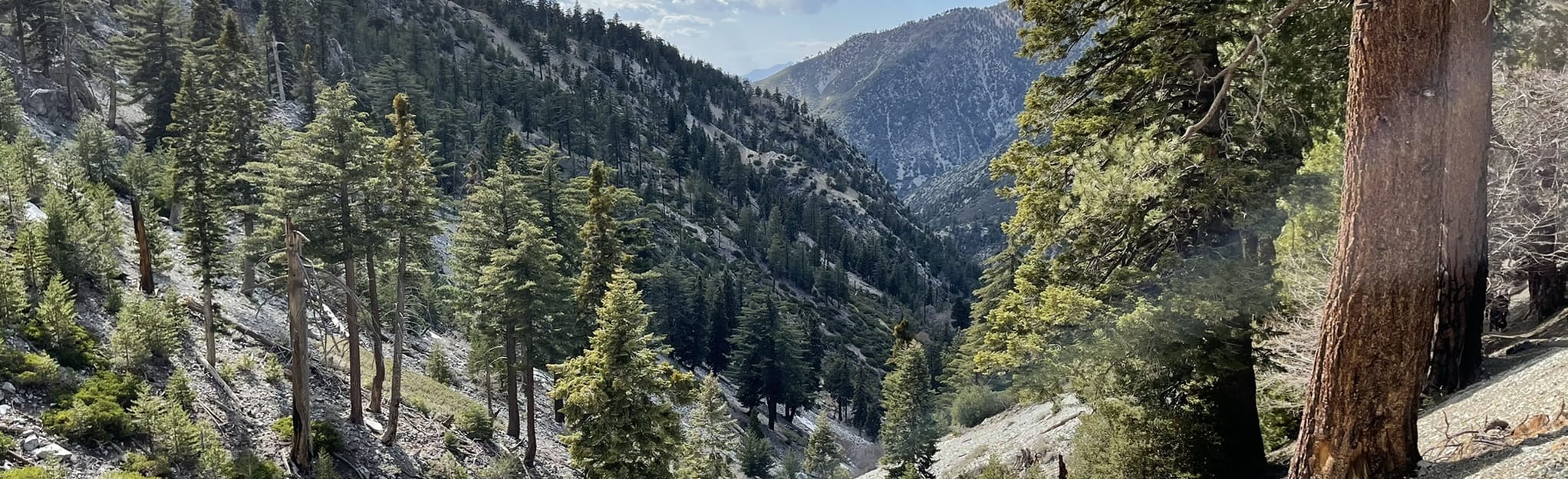 Cucamonga, Ontario, and Bighorn Peaks | Map, Guide - California | AllTrails