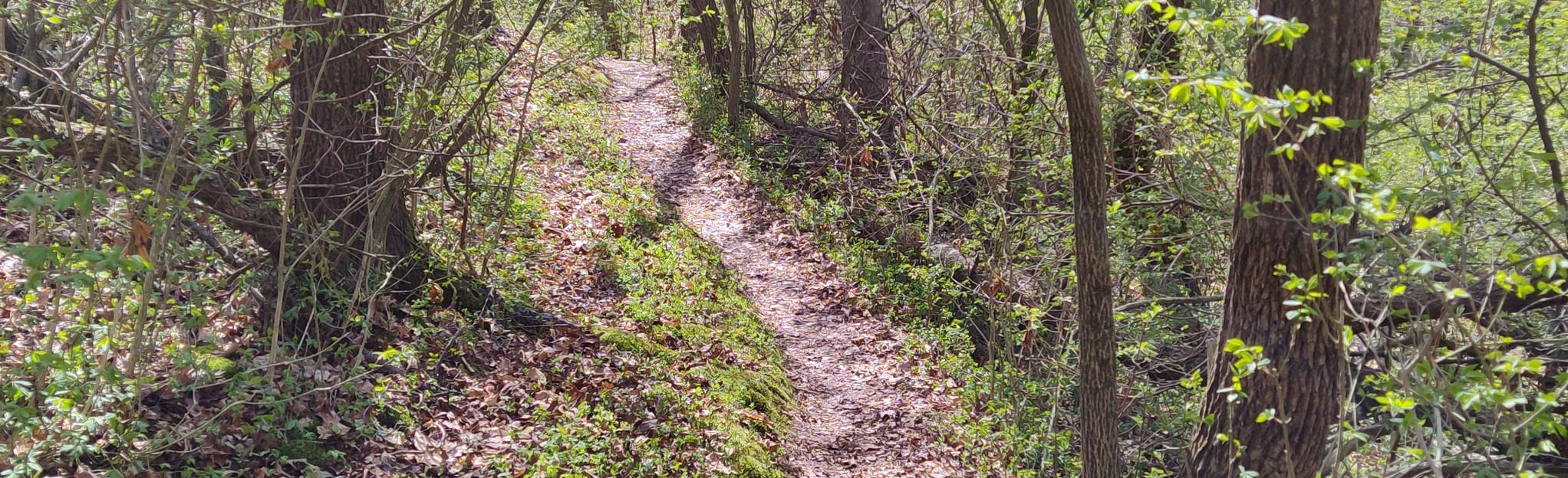 Pine Trail Loop, Michigan - 25 Reviews, Map | AllTrails