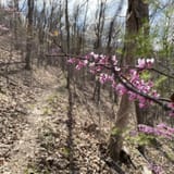 Blue Bend Loop Trail, West Virginia - 122 Reviews, Map | AllTrails