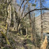 Blue Bend Loop Trail, West Virginia - 109 Reviews, Map | AllTrails