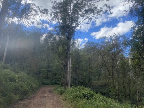 Best Hikes and Trails in Lockyer National Park | AllTrails