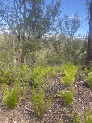 Best Hikes and Trails in Lockyer National Park | AllTrails