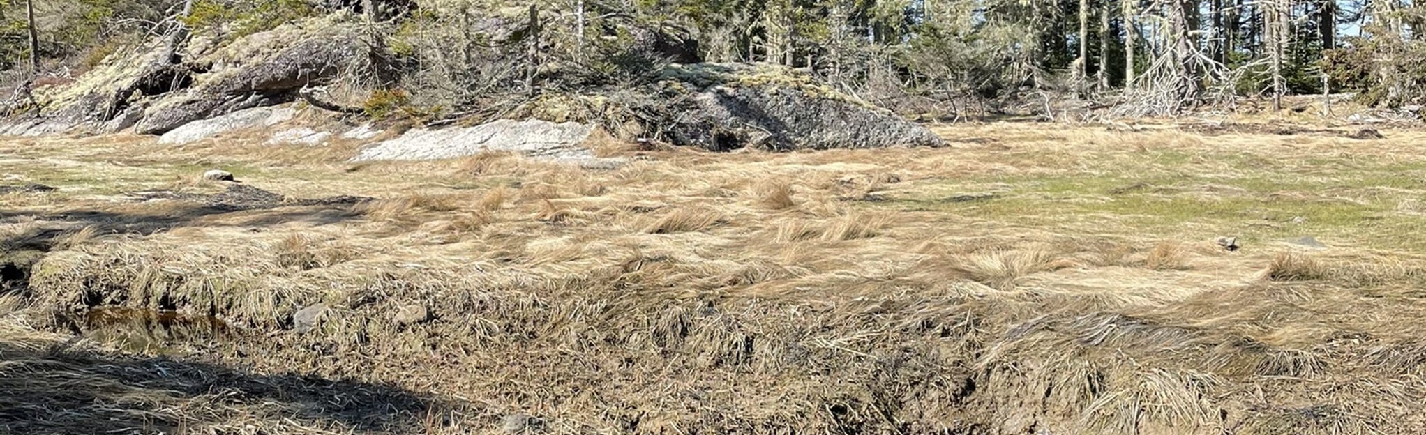 Tip Toe Loop and Shoreline Trail, Maine - 20 Reviews, Map | AllTrails