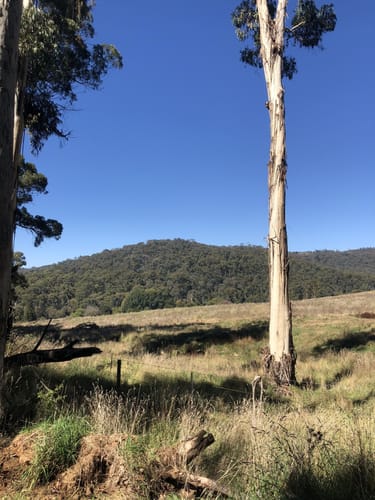 Best 10 Hikes and Trails in Mount Canobolas State Conservation Area ...