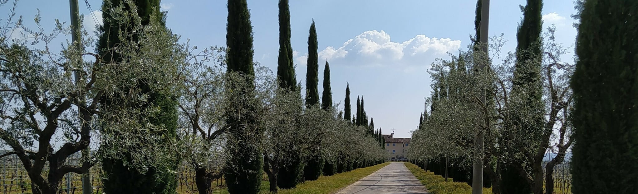 Amarathon della Valpolicella 2022: 27 fotos - Veneto, Itália | AllTrails