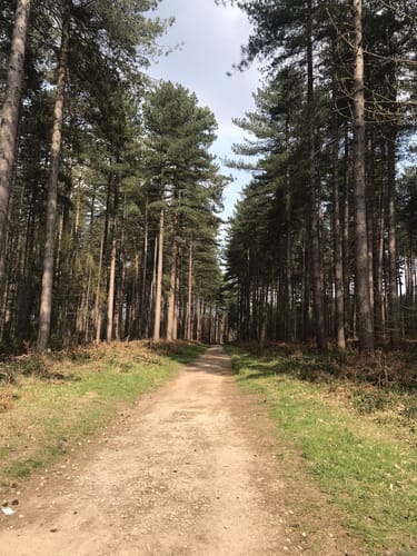 Best Hikes and Trails in Clipstone Forest | AllTrails