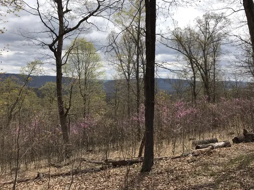 Best Hikes and Trails in Green Ridge State Forest | AllTrails