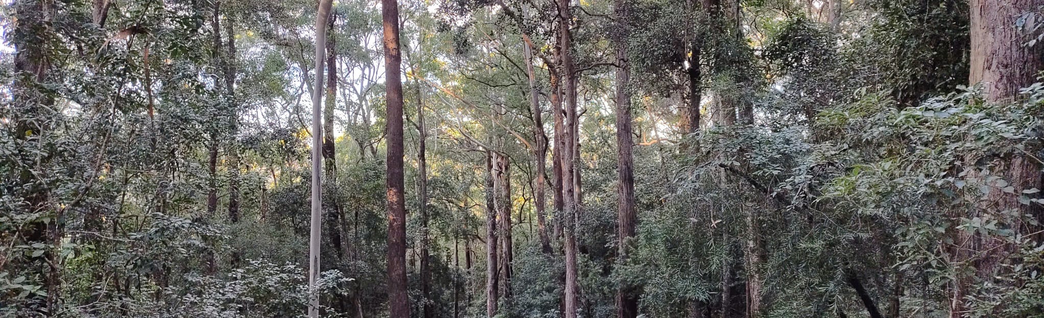 Katandra Rainforest and Ridgeway Circuit: 4 Reviews, Map - New South ...