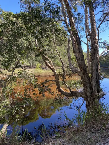 2023 Best 10 Walking Trails in Noosa Shire | AllTrails