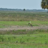 TM Goodwin Waterfowl Management Area Trail, Florida - 20 Reviews, Map ...