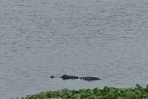 Best Hikes and Trails in TM Goodwin Waterfowl Management Area | AllTrails